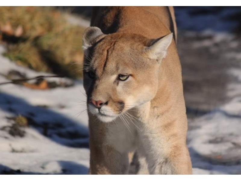 Cougar Sighting Reported In Bucks County - Newtown, PA Patch Cougar Sighting Reported In Bucks County - Newtown, PA Patch