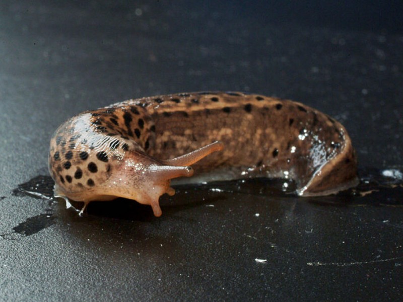 Animal Heroes of the Great War (Part II): A Courageous Dog, A Heroic ...