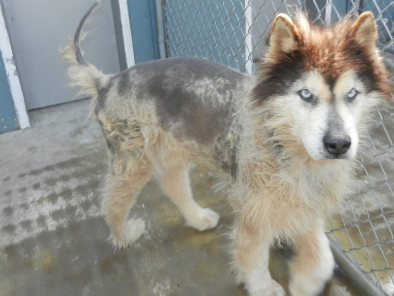 UPDATE: The Hairless Husky is No Longer Hairless - Morristown, NJ Patch