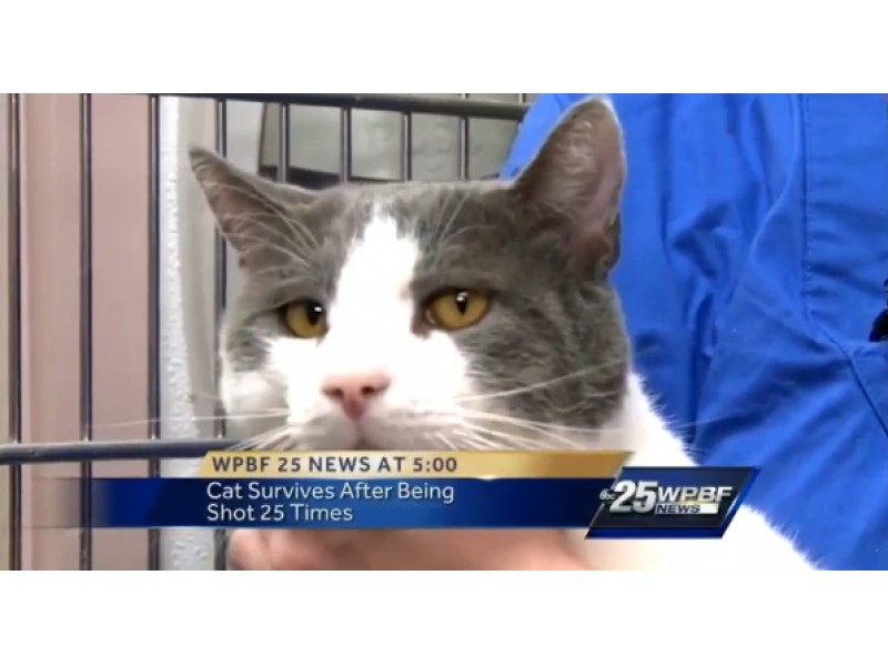 Miracle Cat Survives Being Shot Multiple Times | Patch