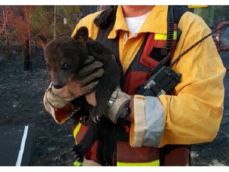 Firefighters Rescue Real Life Smokey Bear (Cub) - Land O' Lakes, FL Patch