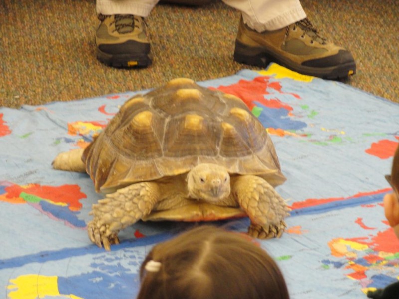 'Silly Billy' the Lizard Guy Entertains at the Library - Lawrenceville ...