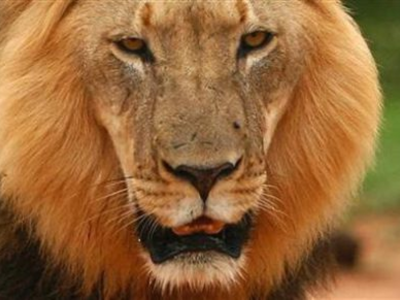 Cops: Fake Lion Story Causes Up-'roar' | Southampton, NY Patch