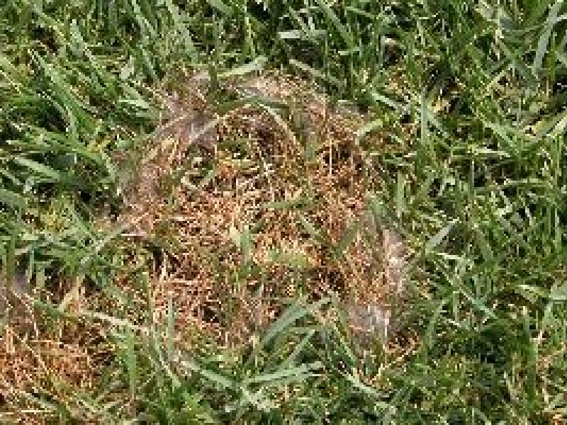 Common Summer Lawn Diseases | Old Town Alexandria, VA Patch