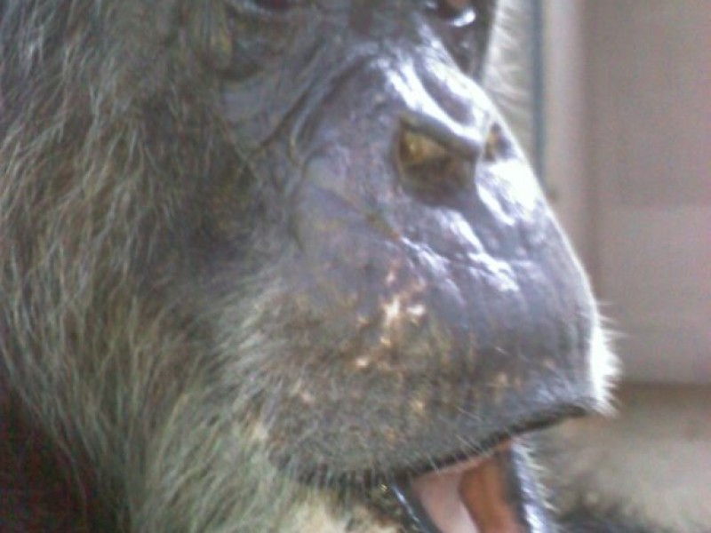 Tarzan Movies' Cheetah the Chimp Dies - Palm Harbor, FL Patch