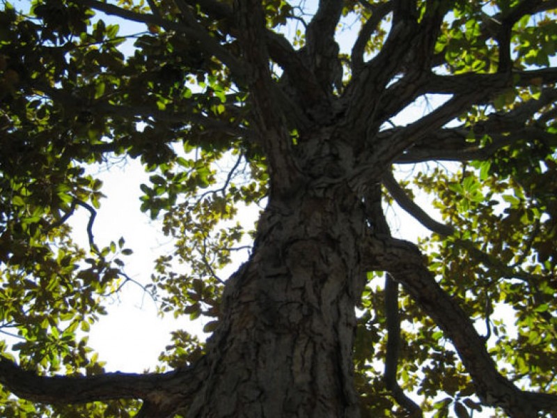 A Callery Pear Tree Recovered After 9/11 Takes Center Stage at Memorial ...