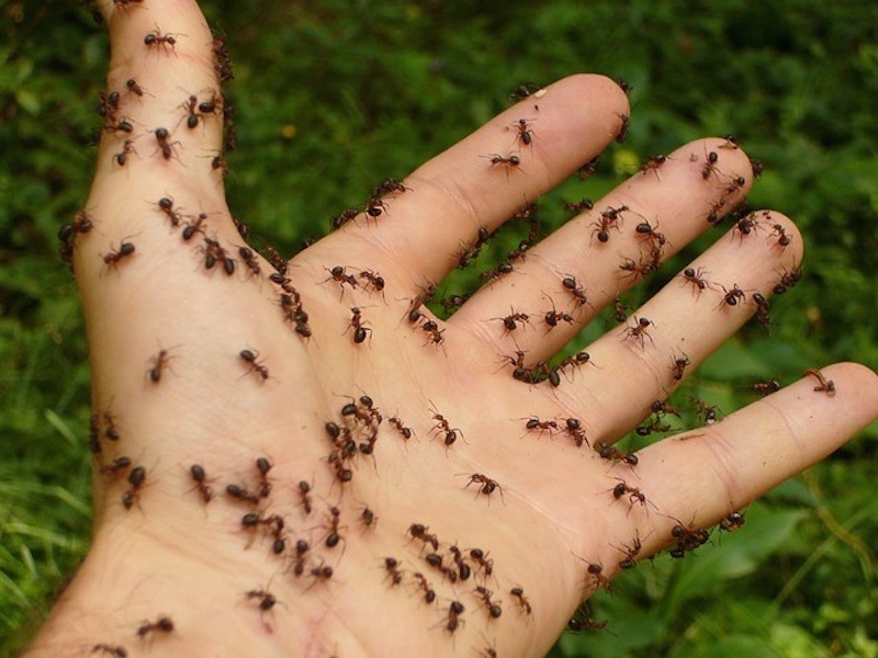 Need a Hand with Your Ant Problem? Here's Some Advice | Patch