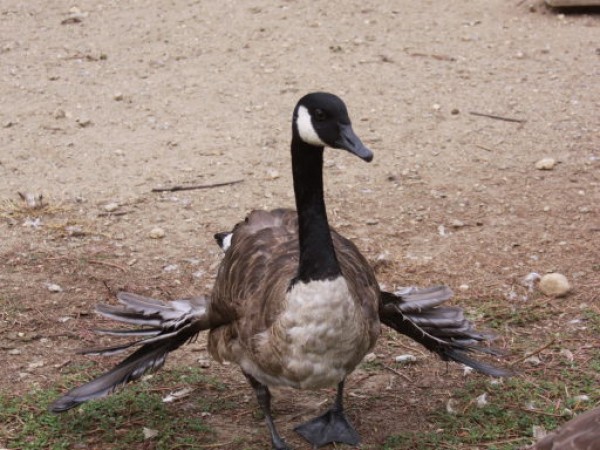 Injured Goose Saved by Patch Readers - Oxford, CT Patch