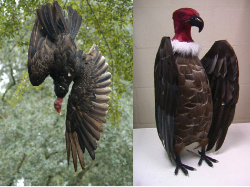 Pyrotechnics, Noise, Gunfire, Vulture Effigies Possible in Roost Purge ...