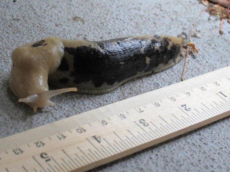 What's the Biggest Slug You've Ever Seen? - Bellevue, WA Patch
