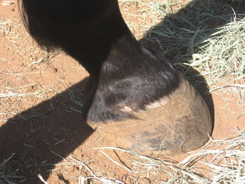 Pain in the Hoof: Riding Still Possible After Ringbone Strikes - Ramona ...