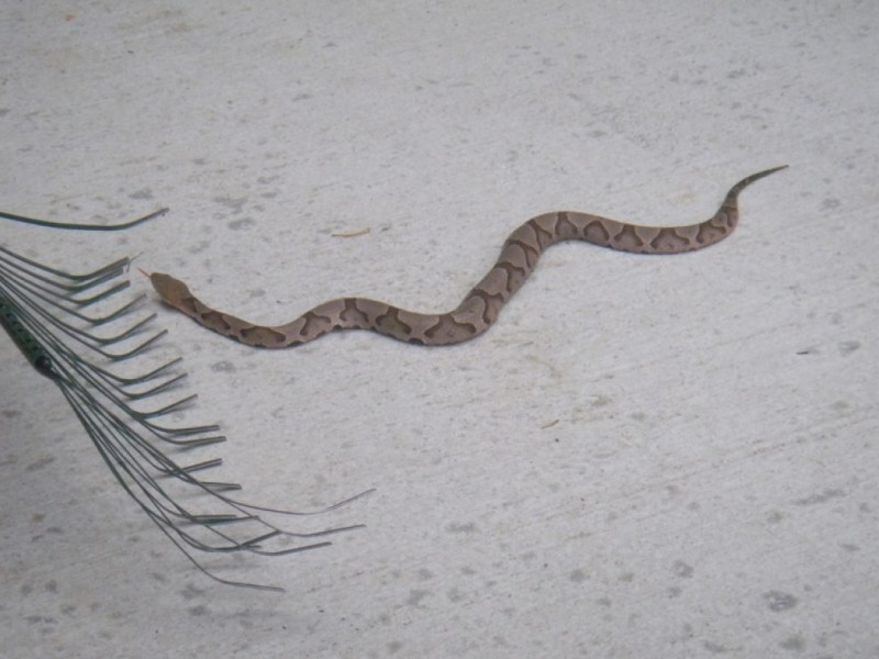 Georgia Snakes 101 - Roswell, GA Patch